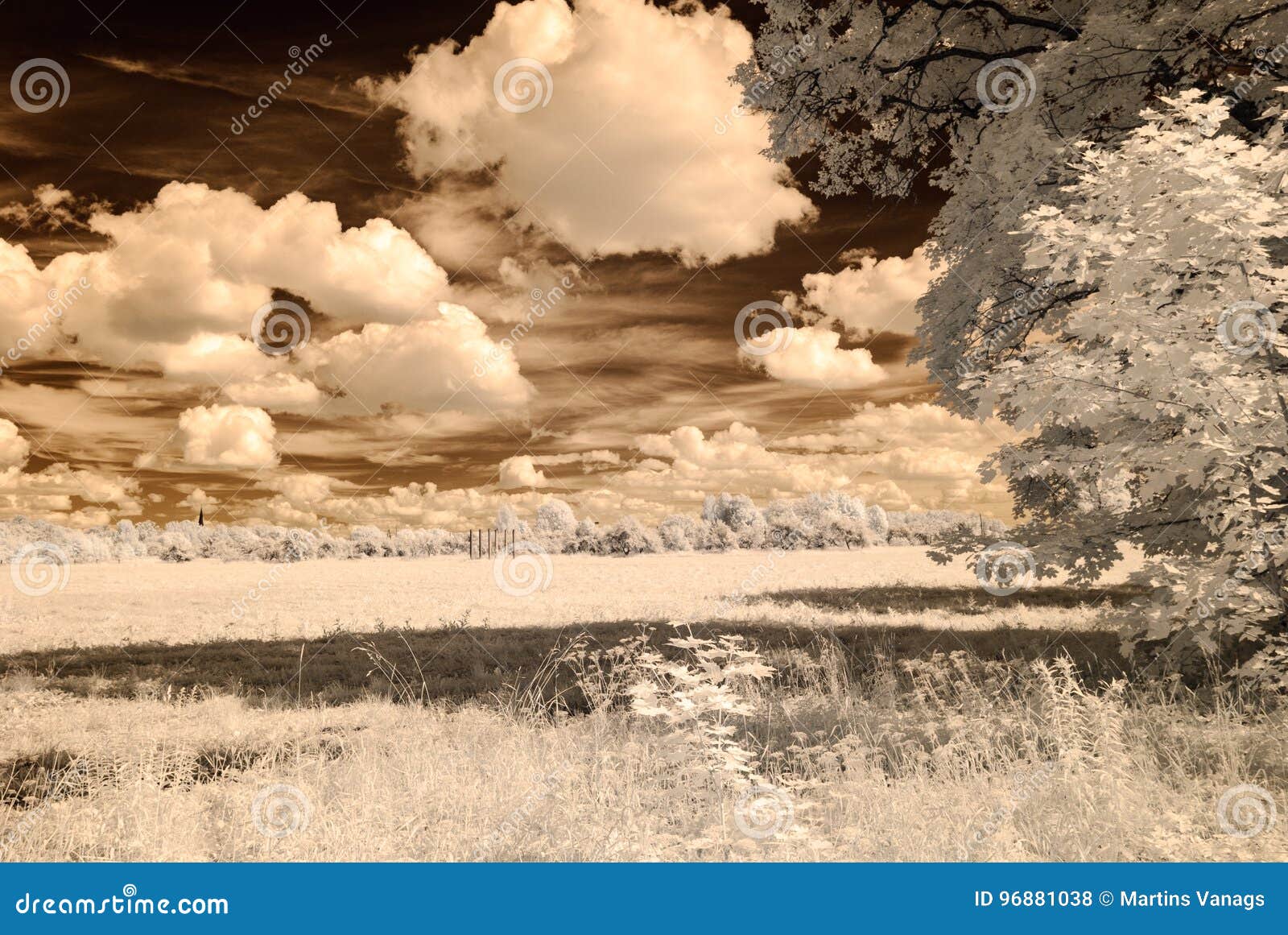 Infrared Camera Image. Forest View Stock Photo - Image of watergrass ...