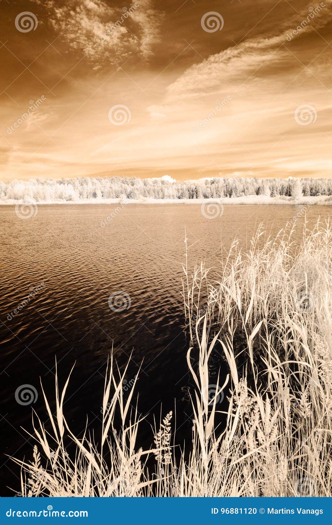 Infrared Camera Image. Reflections in Water Stock Photo - Image of ...