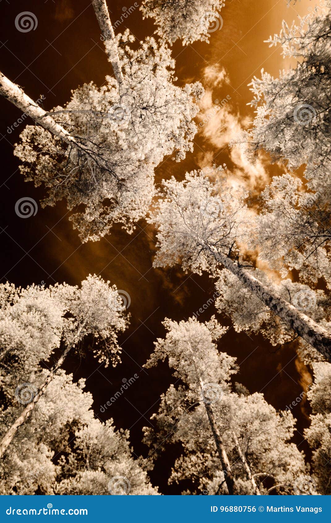 Infrared Camera Image. Skyscape through Trees and Leaves Stock Photo ...