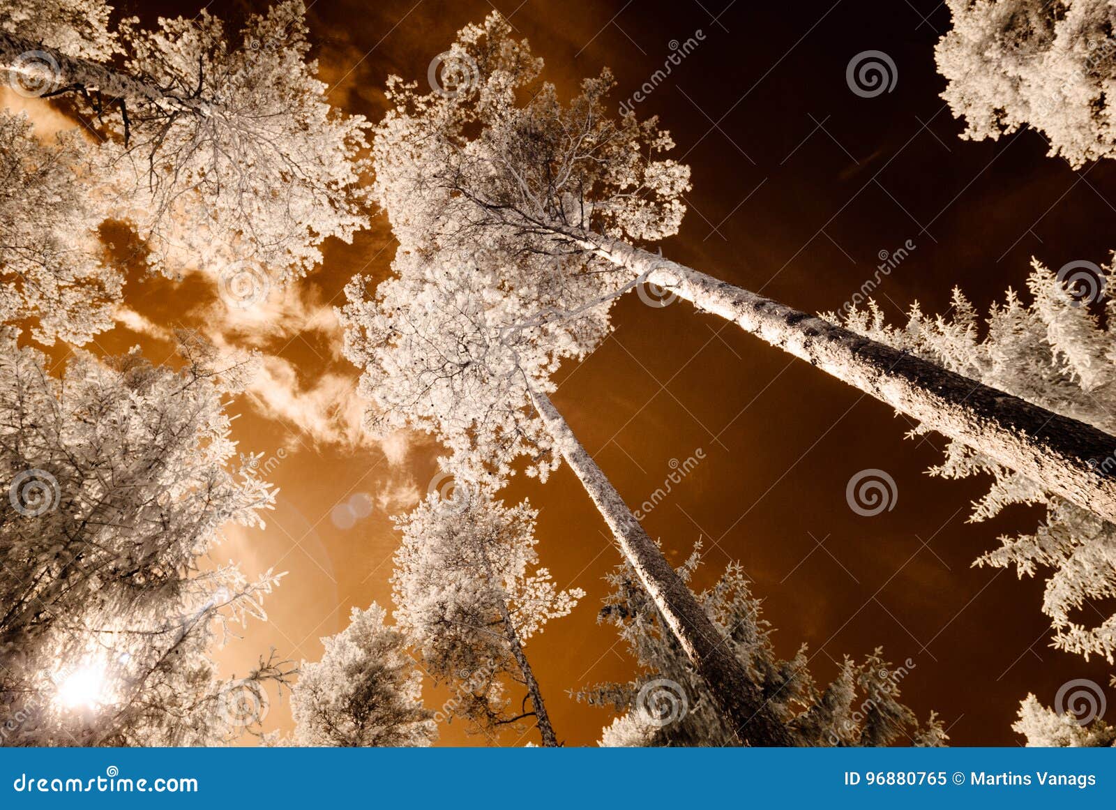 Infrared Camera Image. Skyscape through Trees and Leaves Stock Image ...