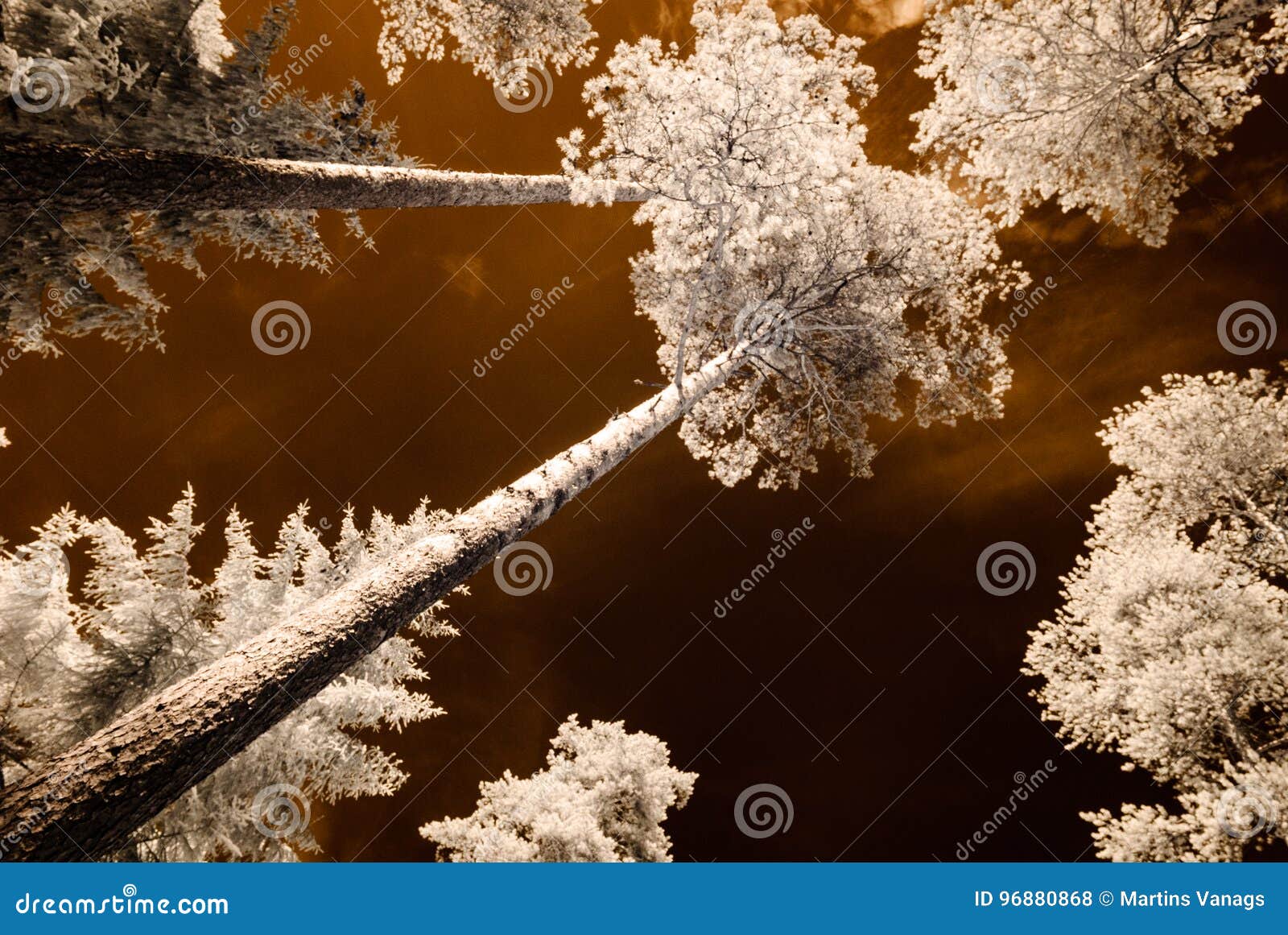 Infrared Camera Image. Skyscape through Trees and Leaves Stock Photo ...