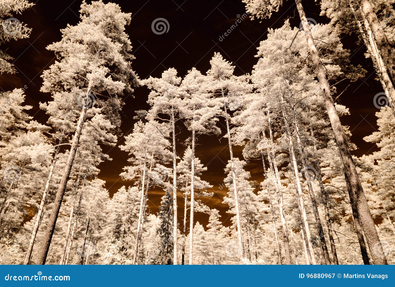 Infrared Camera Image. Skyscape through Trees and Leaves Stock Image ...