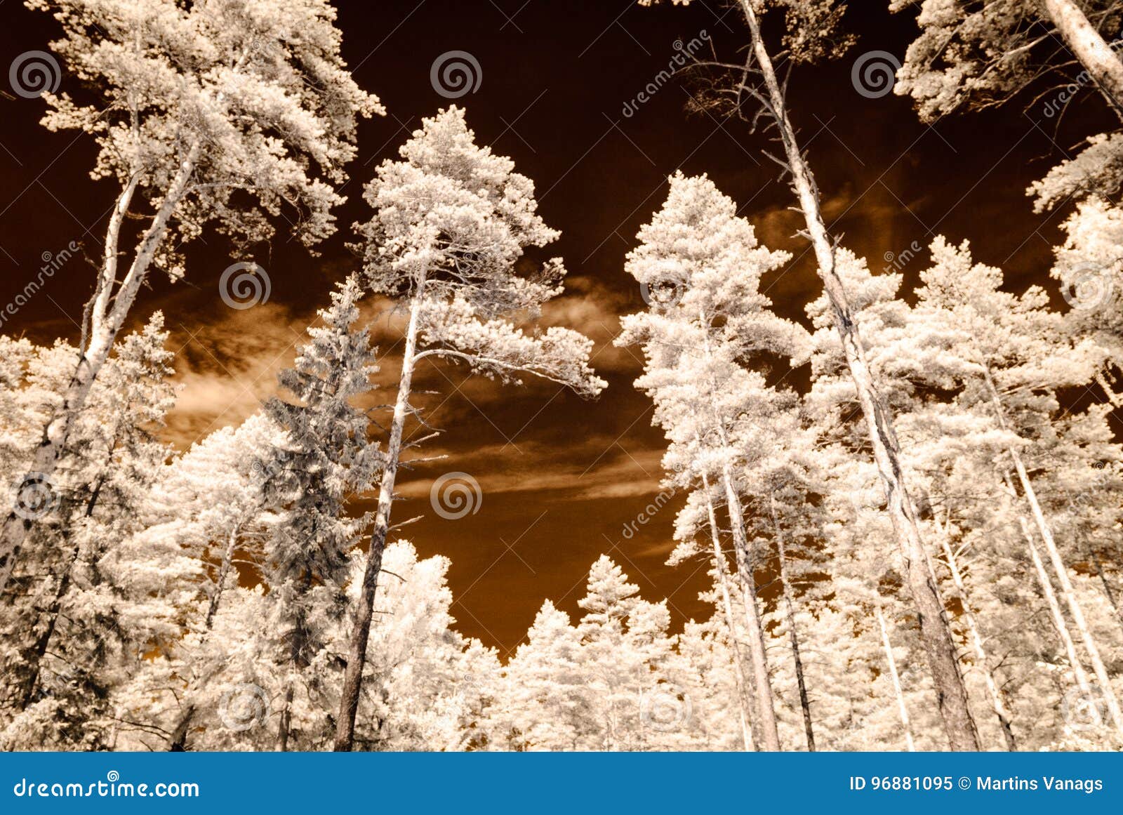 Infrared Camera Image. Skyscape through Trees and Leaves Stock Image ...