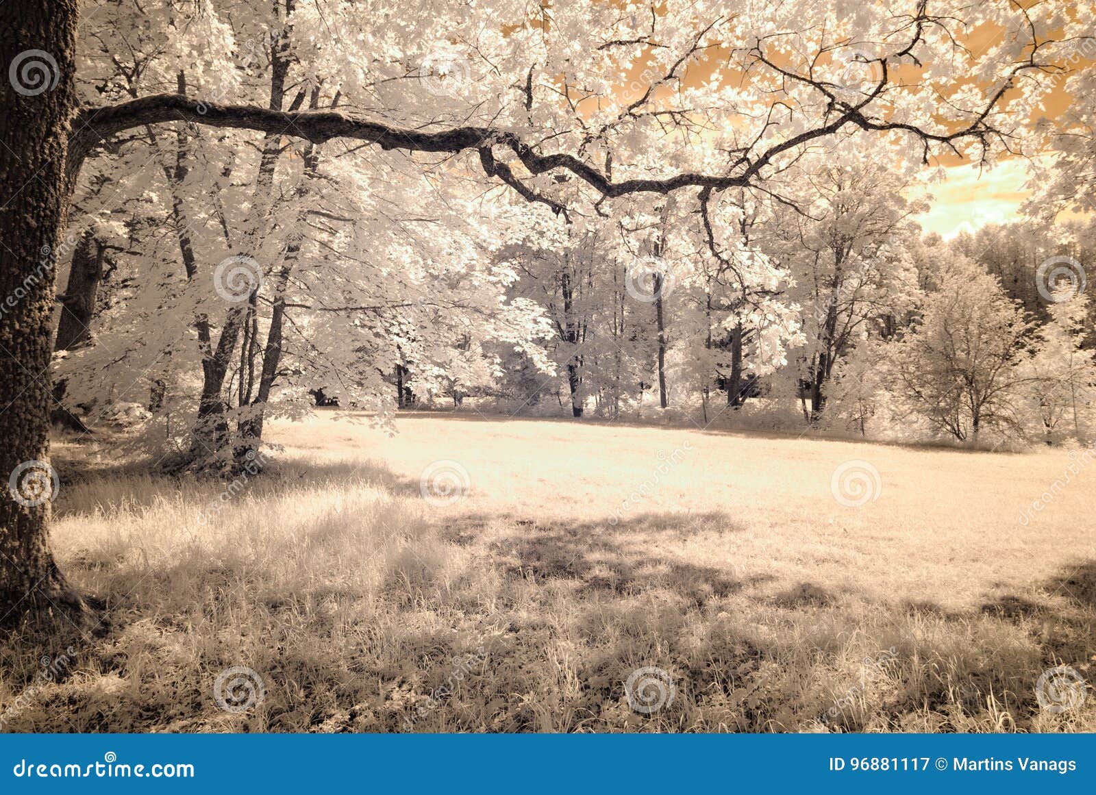 Infrared Camera Image. Skyscape through Trees and Leaves Stock Image ...