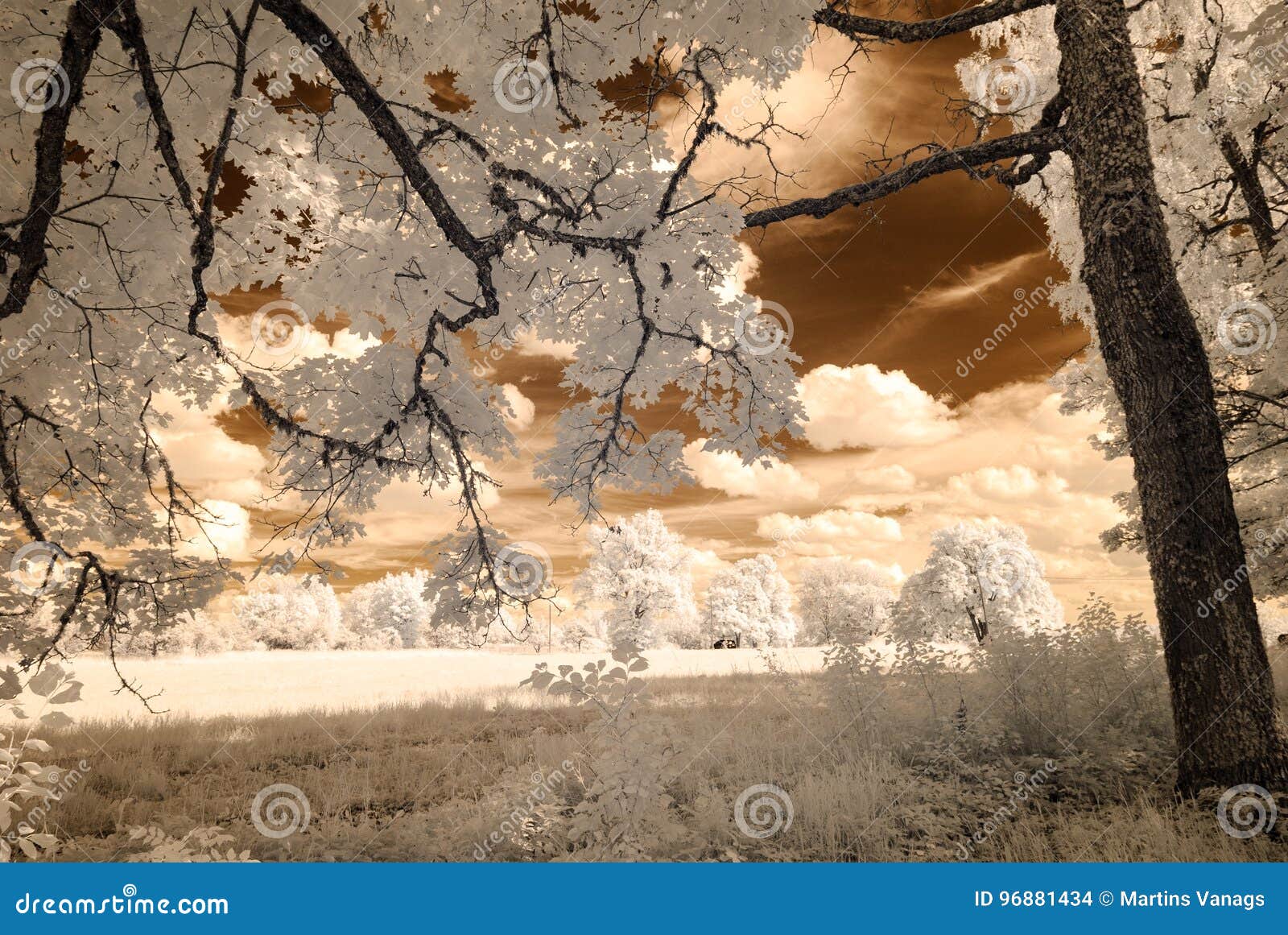 Infrared Camera Image. Skyscape through Trees and Leaves Stock Photo ...