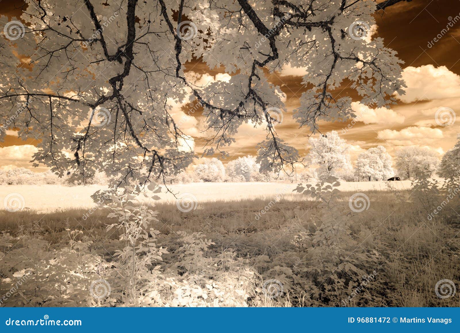 Infrared Camera Image. Skyscape through Trees and Leaves Stock Photo ...