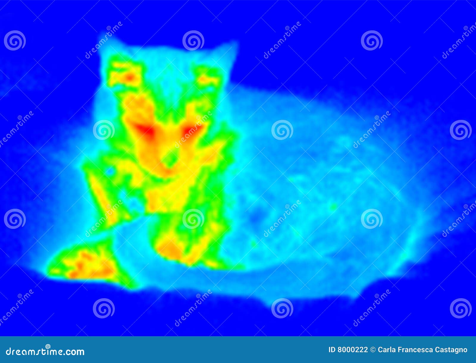Infrared cat portrait stock photo. Image of thermic, infrared - 8000222
