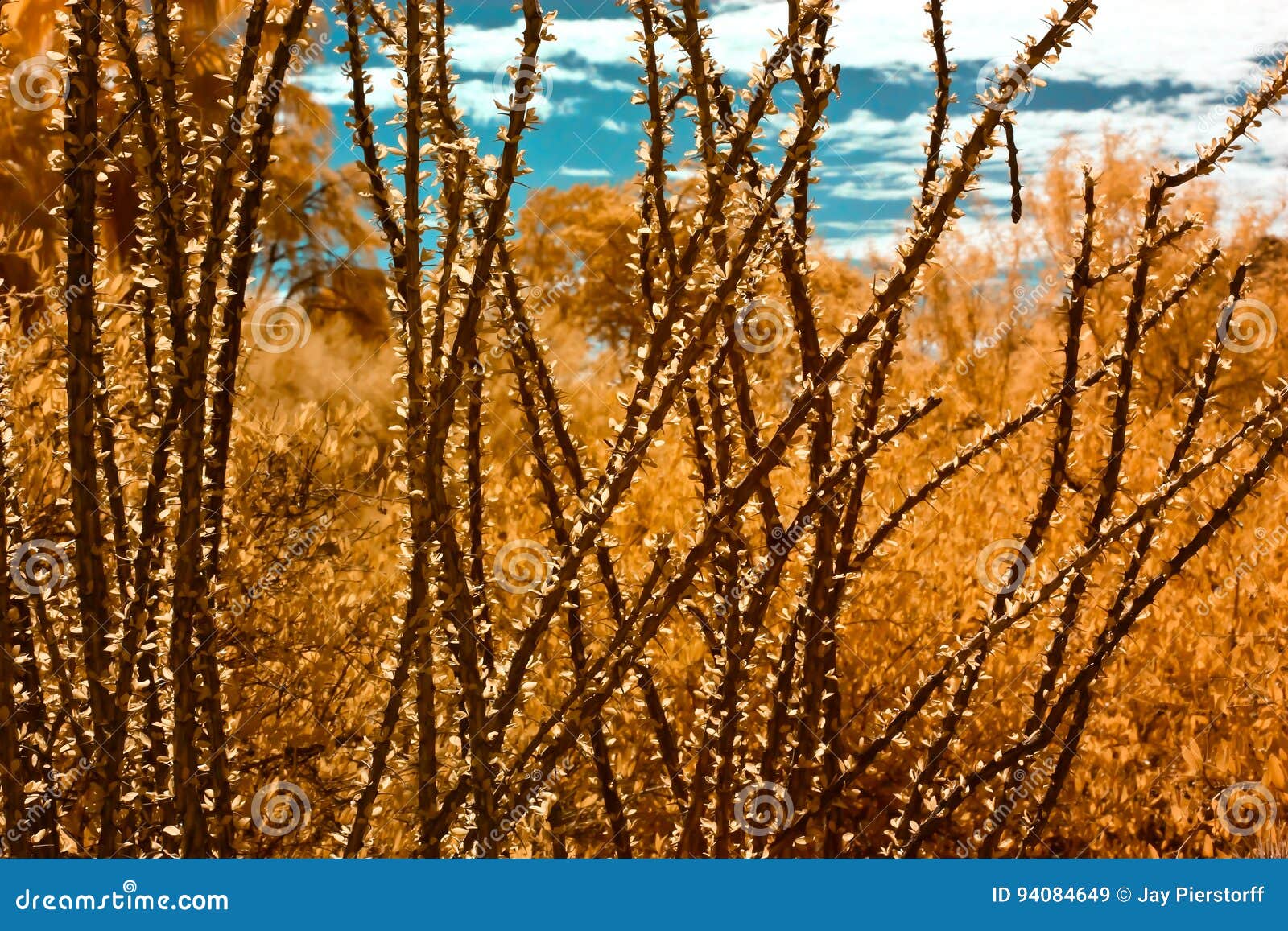Infrared False Color Ocotillo, Plants and Blue Sky Stock Image - Image ...