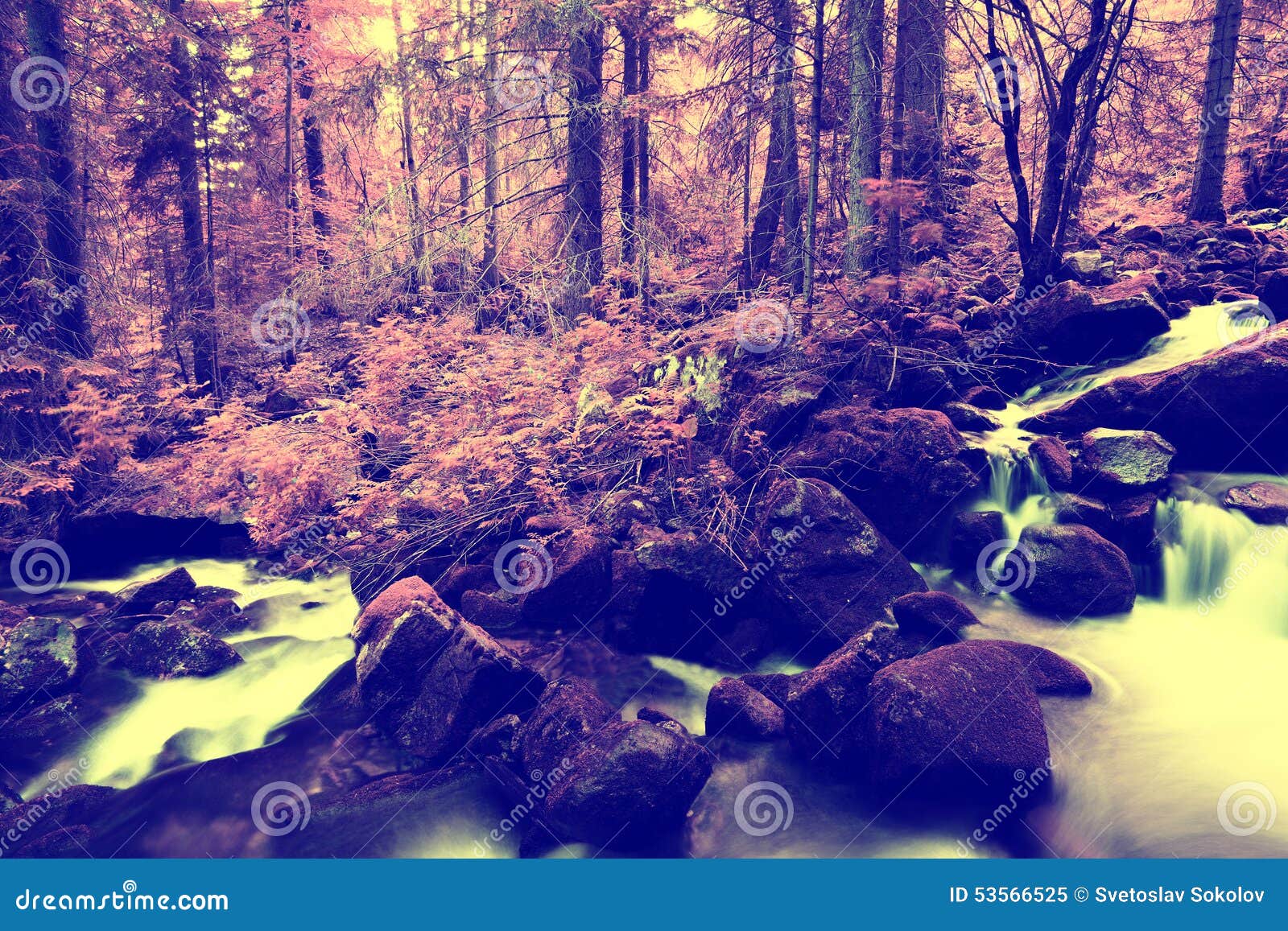 Infrared filtered forest stock image. Image of atmospheric - 53566525