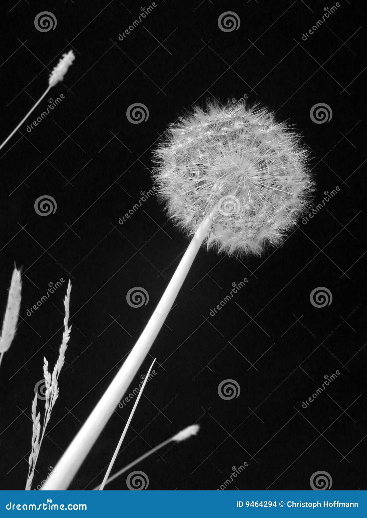 Infrared Flower stock photo. Image of flower, summer, infrared - 9464294