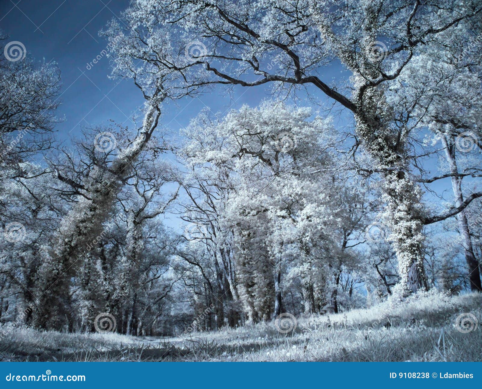 Infrared forest stock photo. Image of park, forest, tree - 9108238