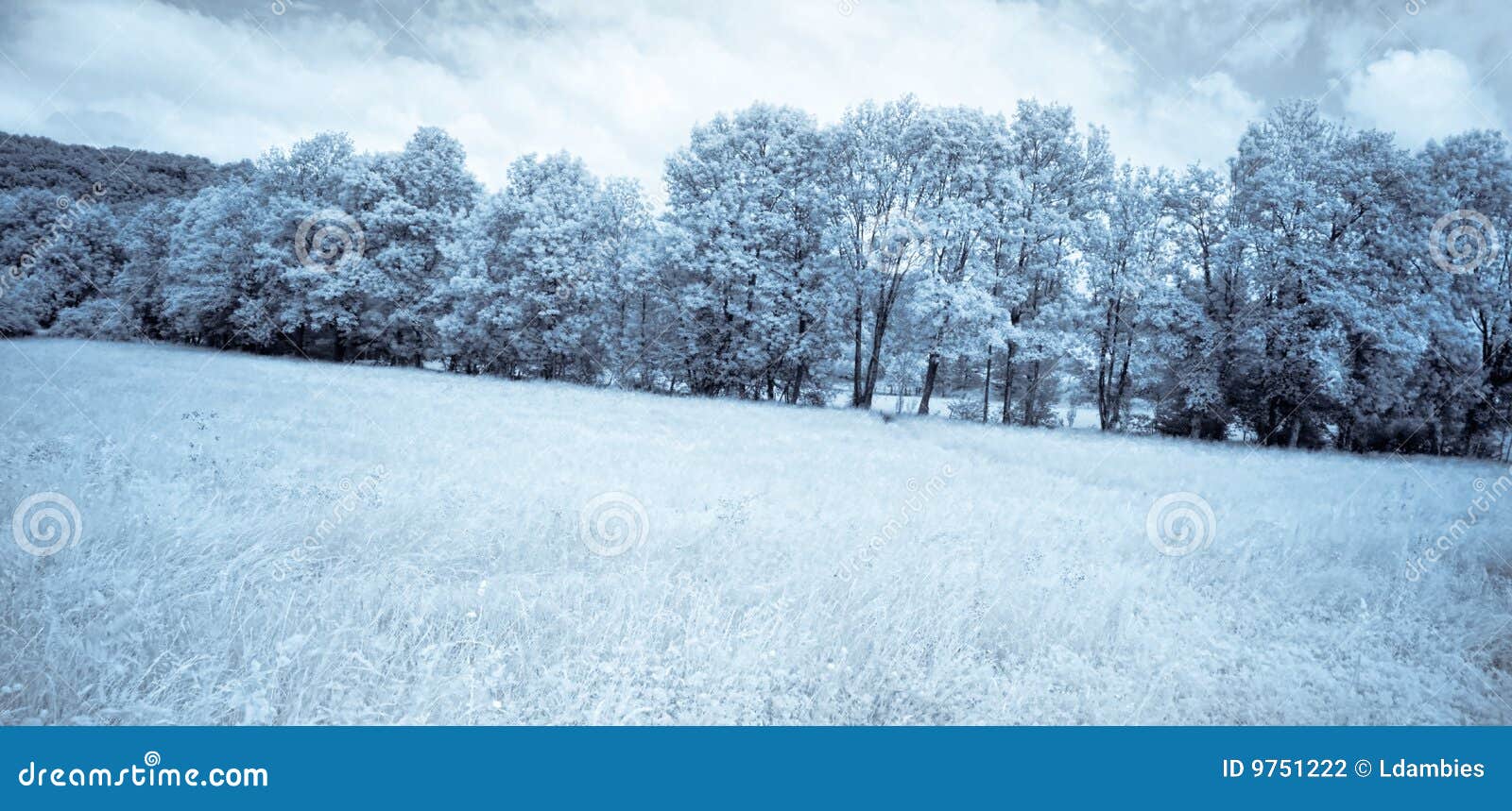 Infrared forest stock photo. Image of panorama, forest - 9751222