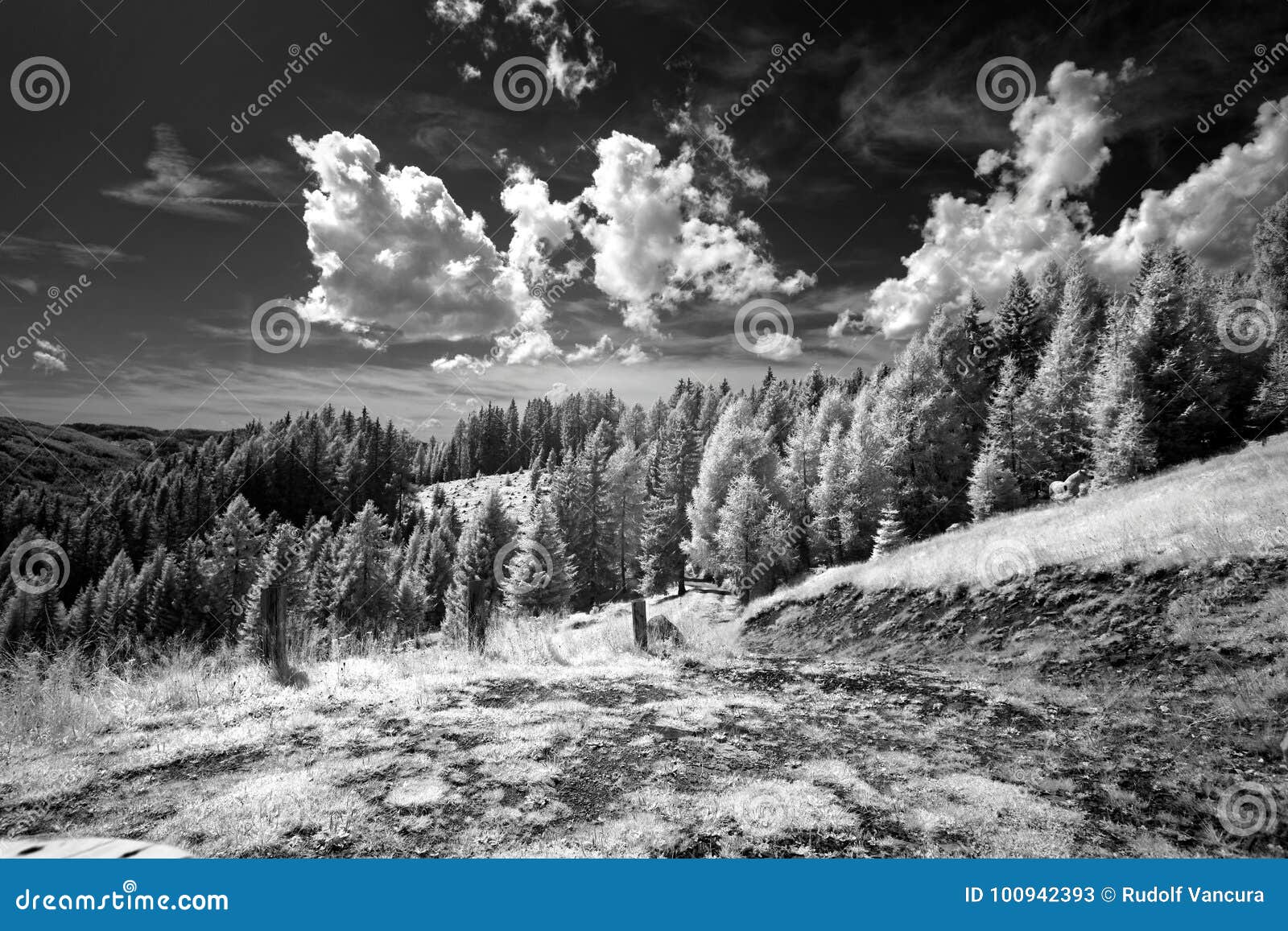 Infrared Forest stock image. Image of mountain, nature - 100942393