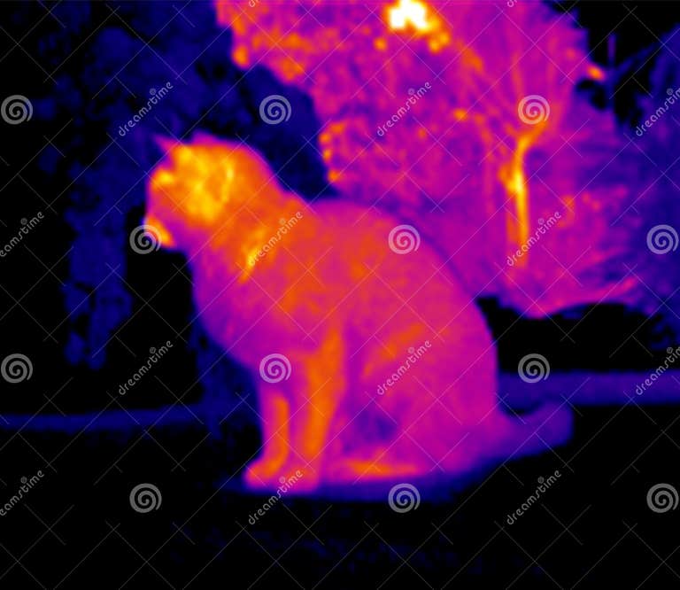 Infrared image of cat stock photo. Image of infra, animal - 7937264