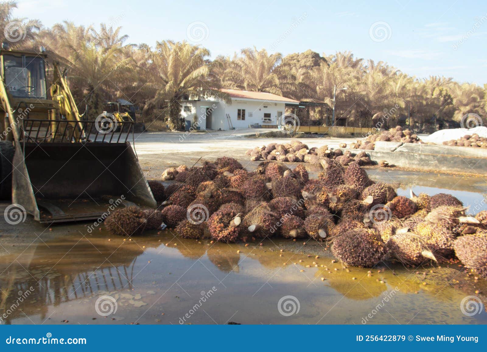 The Cluster of Oil Palm Fruit at the Farm. Stock Image - Image of ... The Cluster of Oil Palm Fruit at the Farm. Stock Image - Image of ...