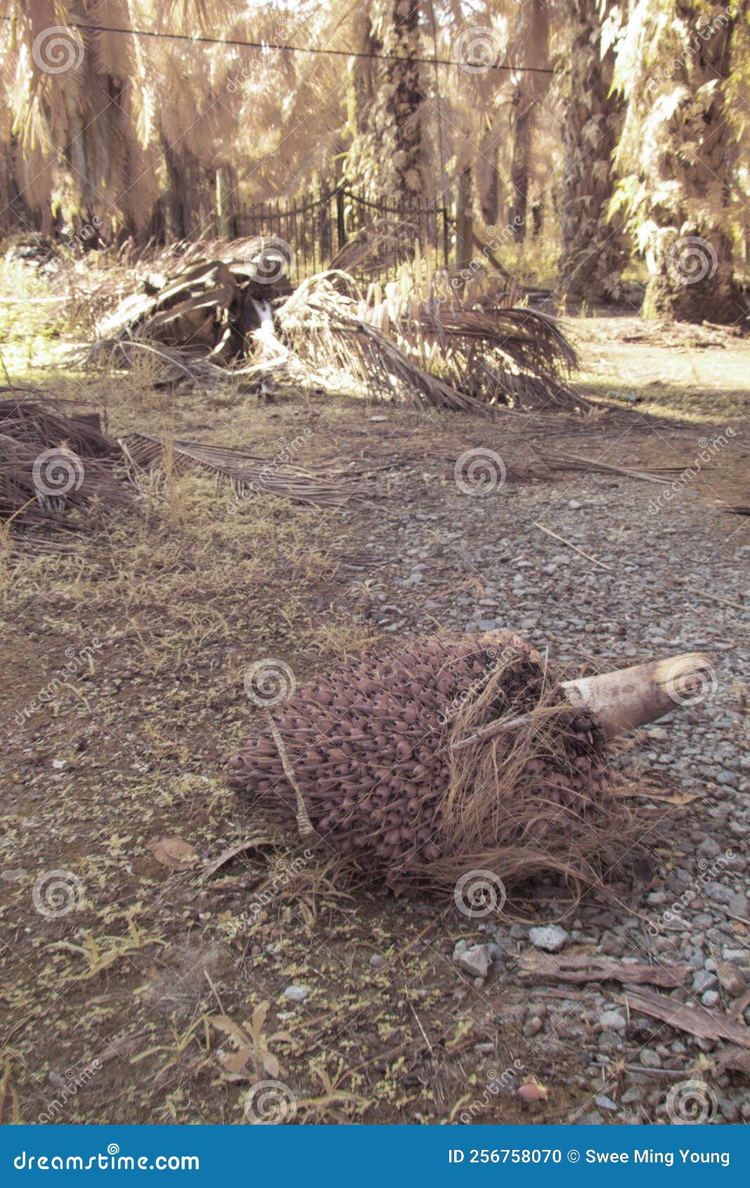 Infrared Image of the Cluster of Oil Palm Fruit at the Ground Stock ...