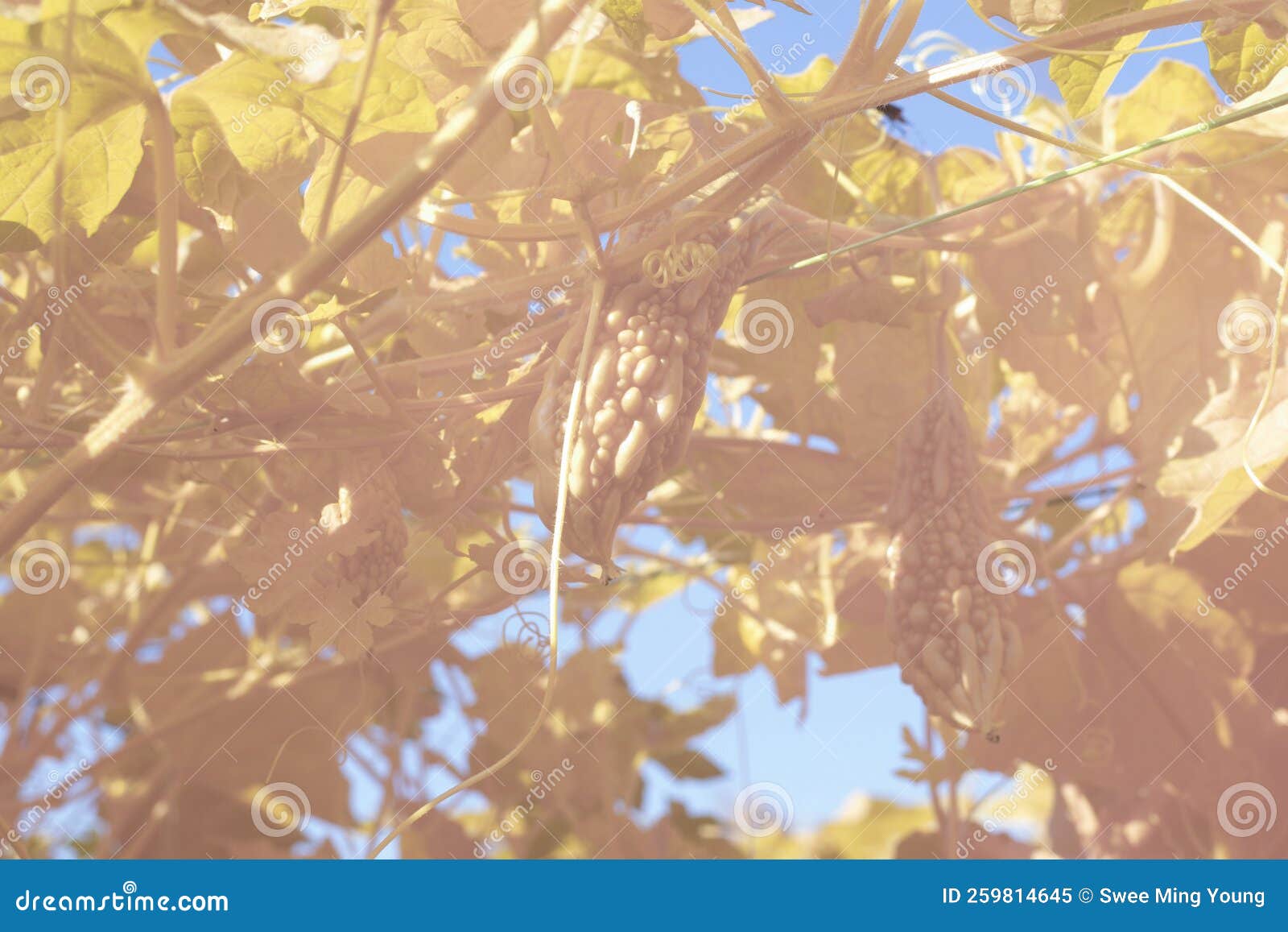 The Creeping Gourd Vegetables Plant at the Farm. Stock Image - Image of ...