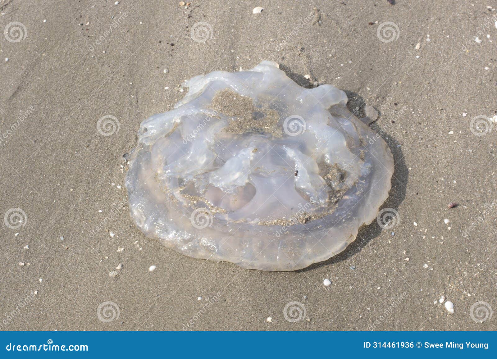 Image of the Dead White Translucent Jelly Fish on the Beach. Stock ...