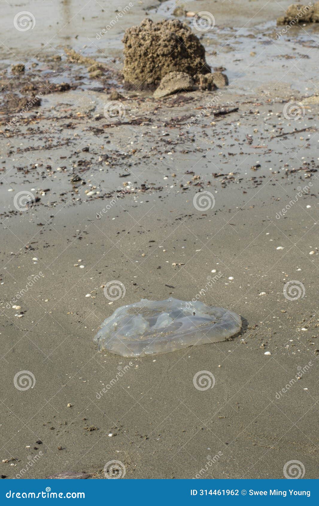 Image of the Dead White Translucent Jelly Fish on the Beach. Stock ...