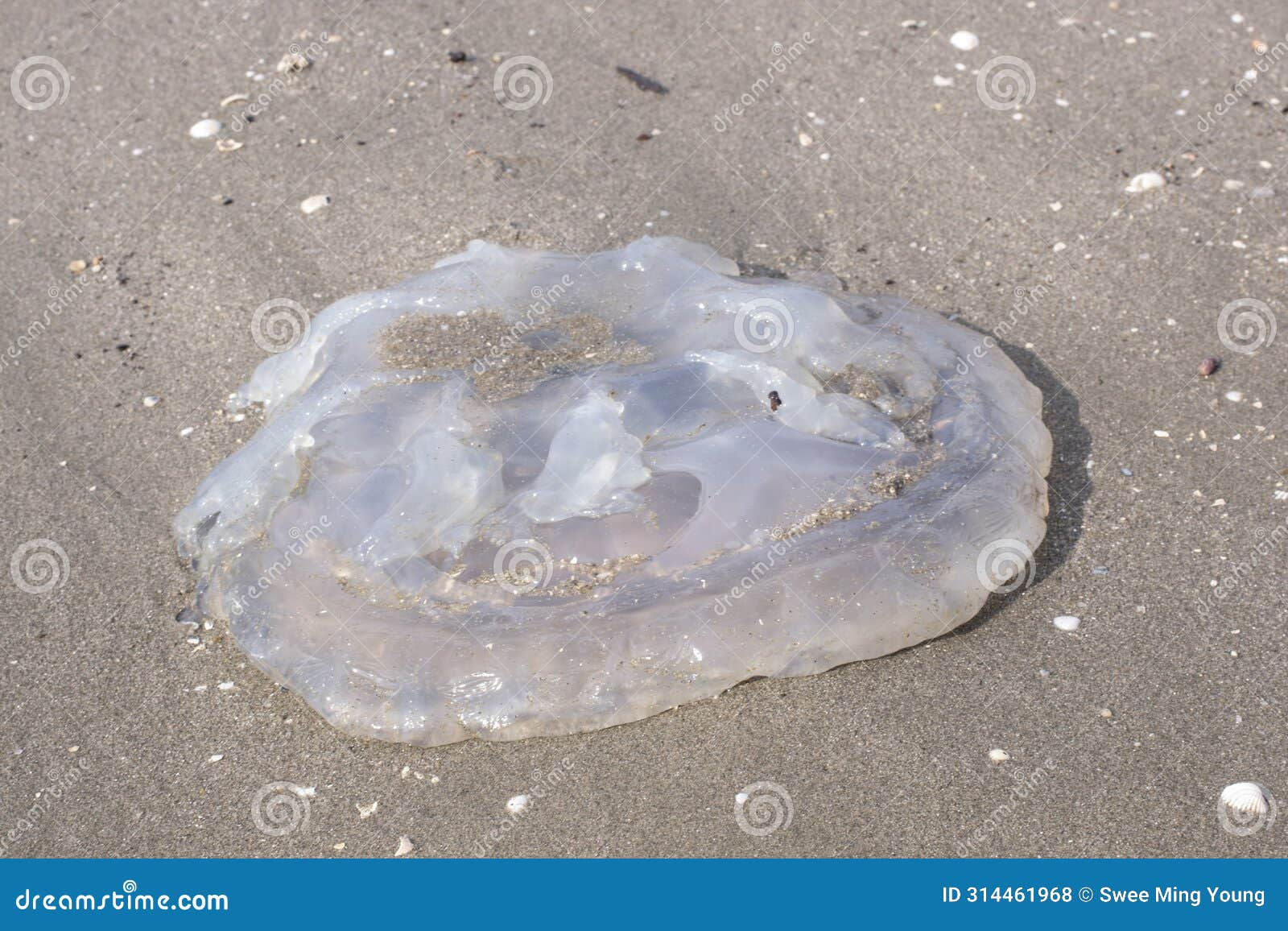 Image of the Dead White Translucent Jelly Fish on the Beach. Stock ...