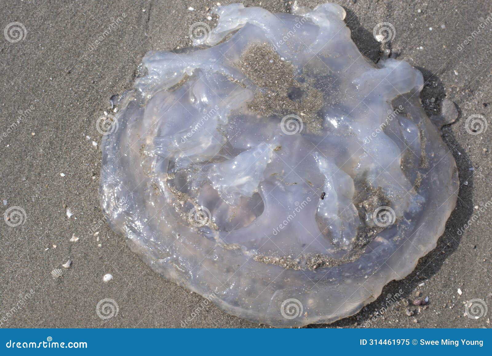 Image of the Dead White Translucent Jelly Fish on the Beach. Stock ...