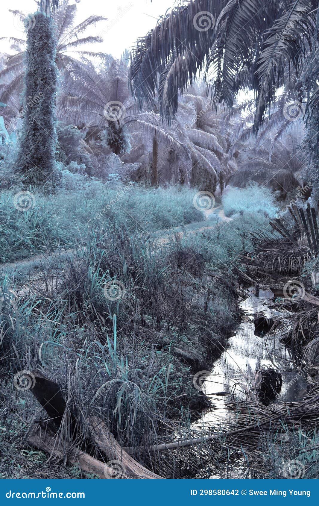 Image of a Drainage Stream Along the Plantation Pathway. Stock Photo ...