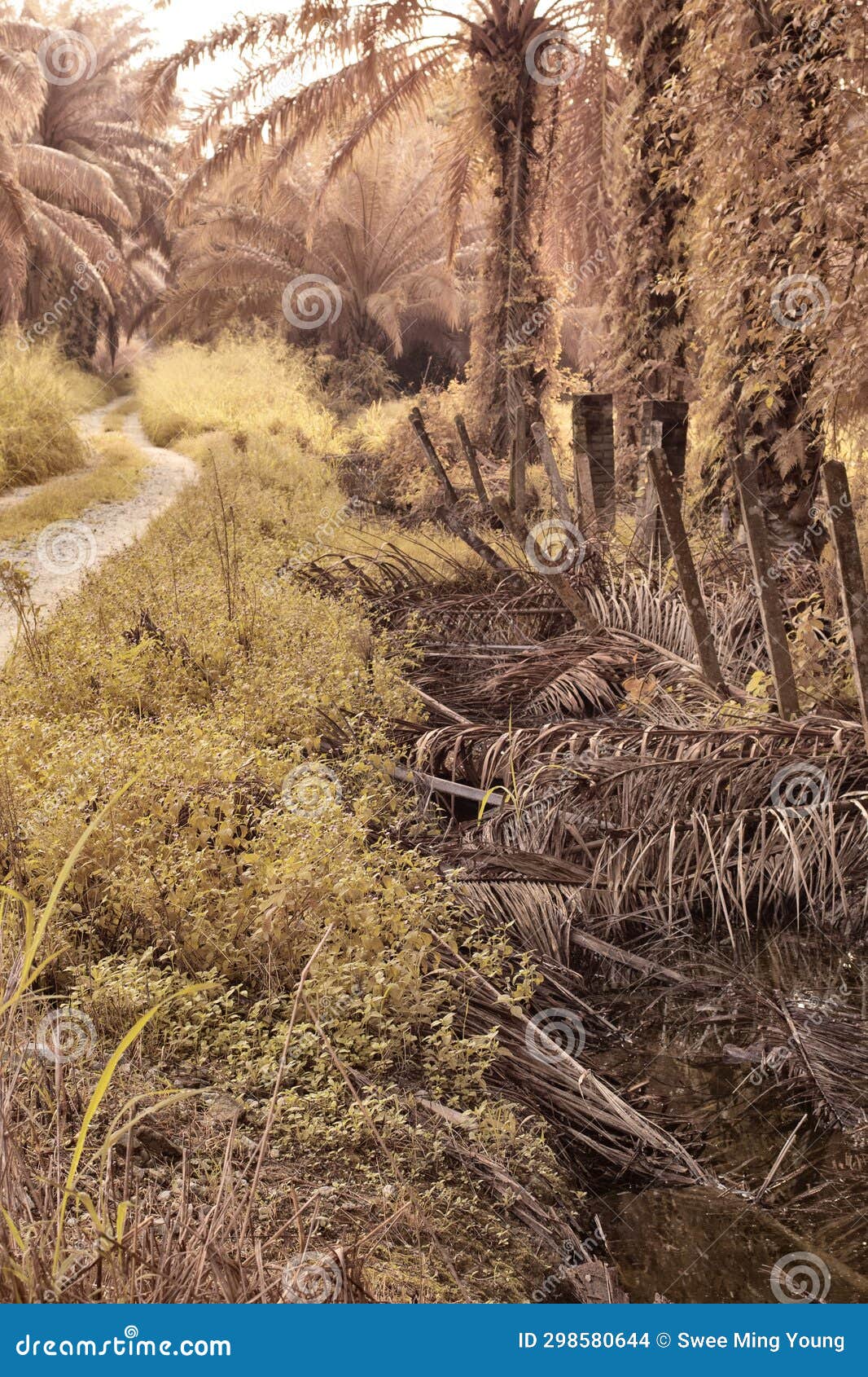 Image of a Drainage Stream Along the Plantation Pathway. Stock Photo ...