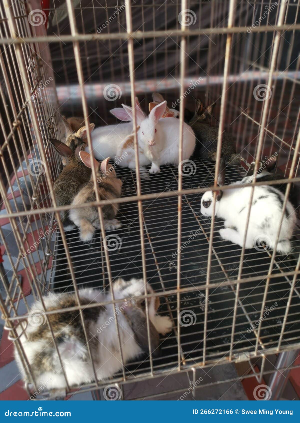 Dwarf rabbits in the cage. stock photo. Image of cuddly - 266272166
