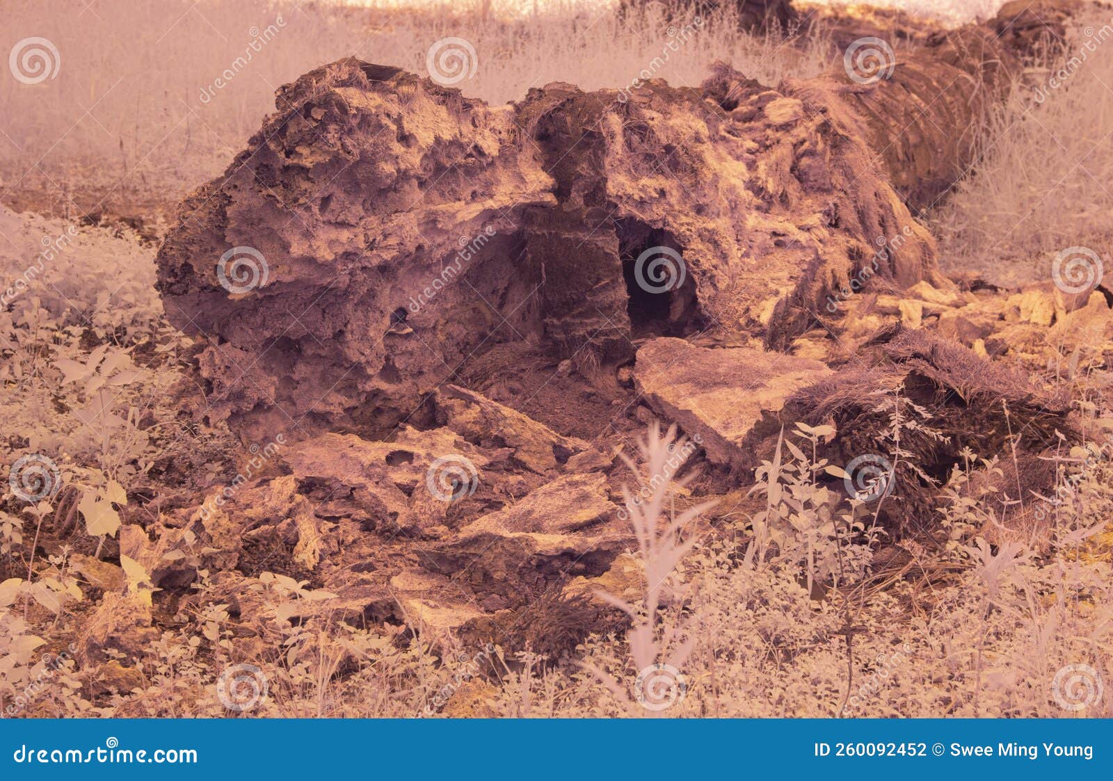 The Fallen Decompose Tree Trunk at the Plantation Stock Photo - Image ...