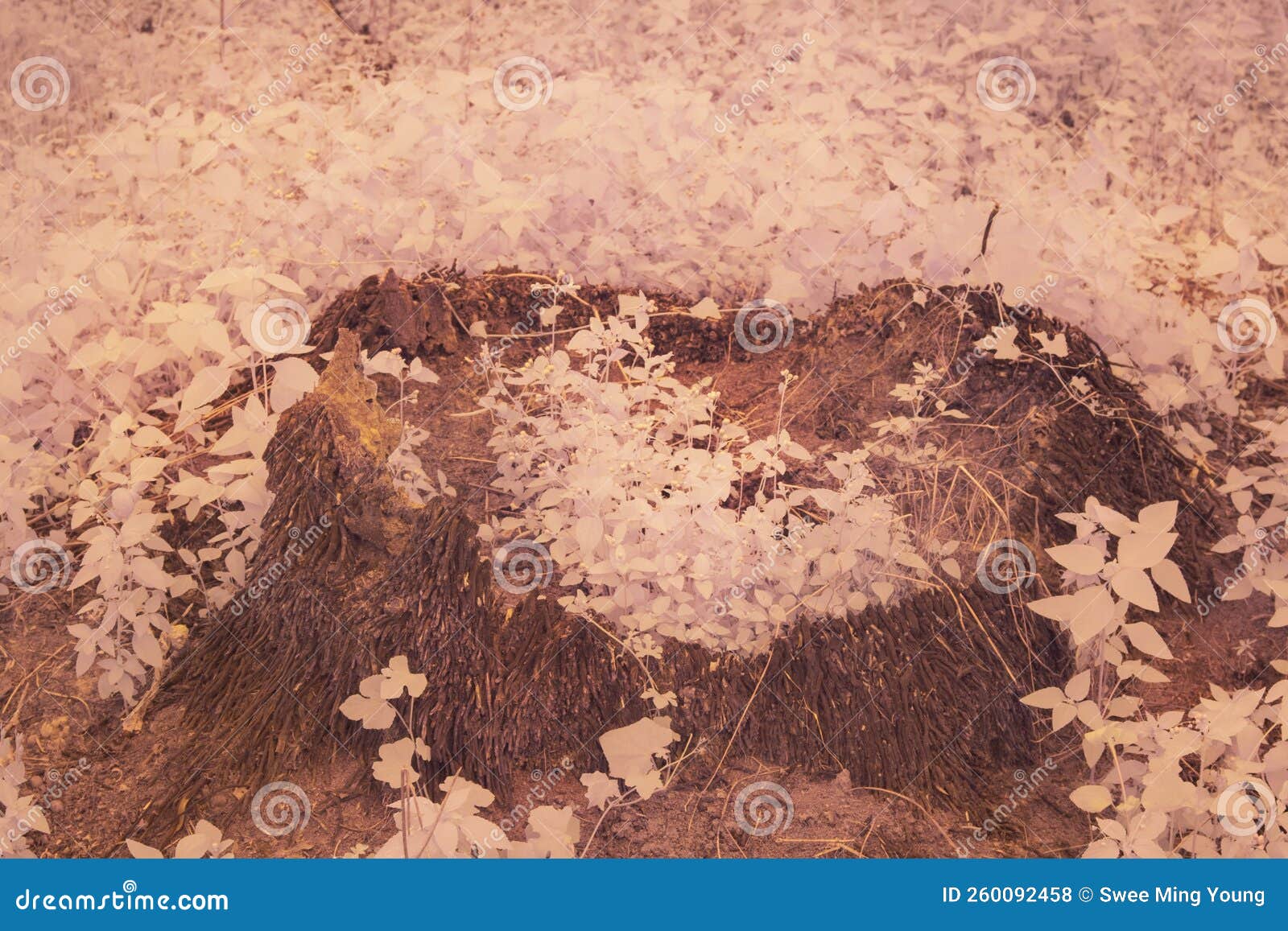 The Fallen Decompose Tree Trunk at the Plantation Stock Photo - Image ...