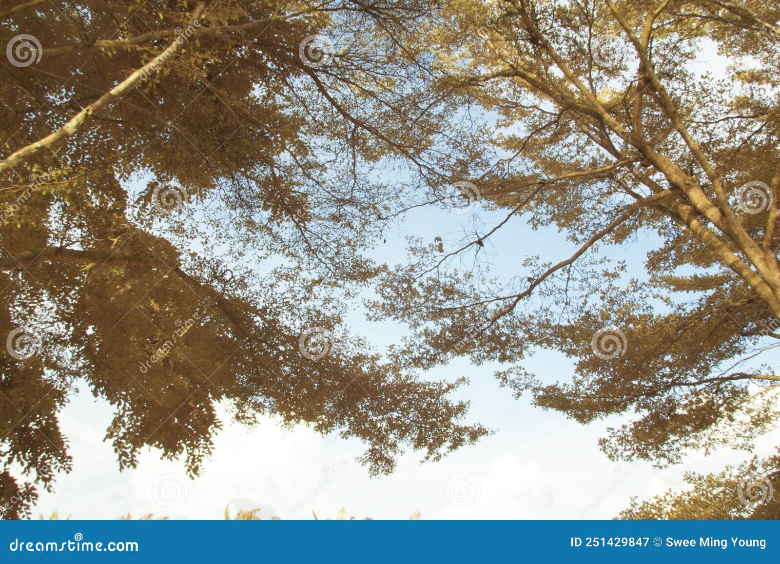 Image of Foliage Above the Tree Stock Image - Image of composition ...