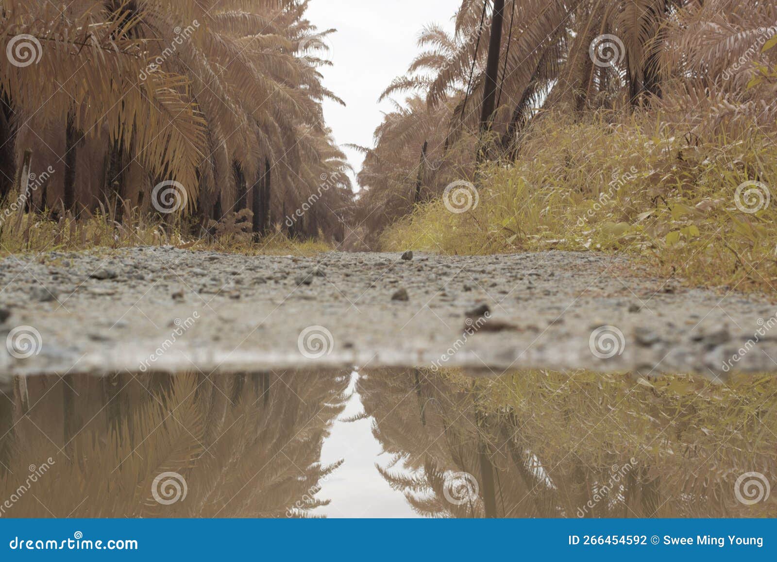 Low-angle Shots of Muddy Puddle Pathway in the Plantation. Stock Photo ...