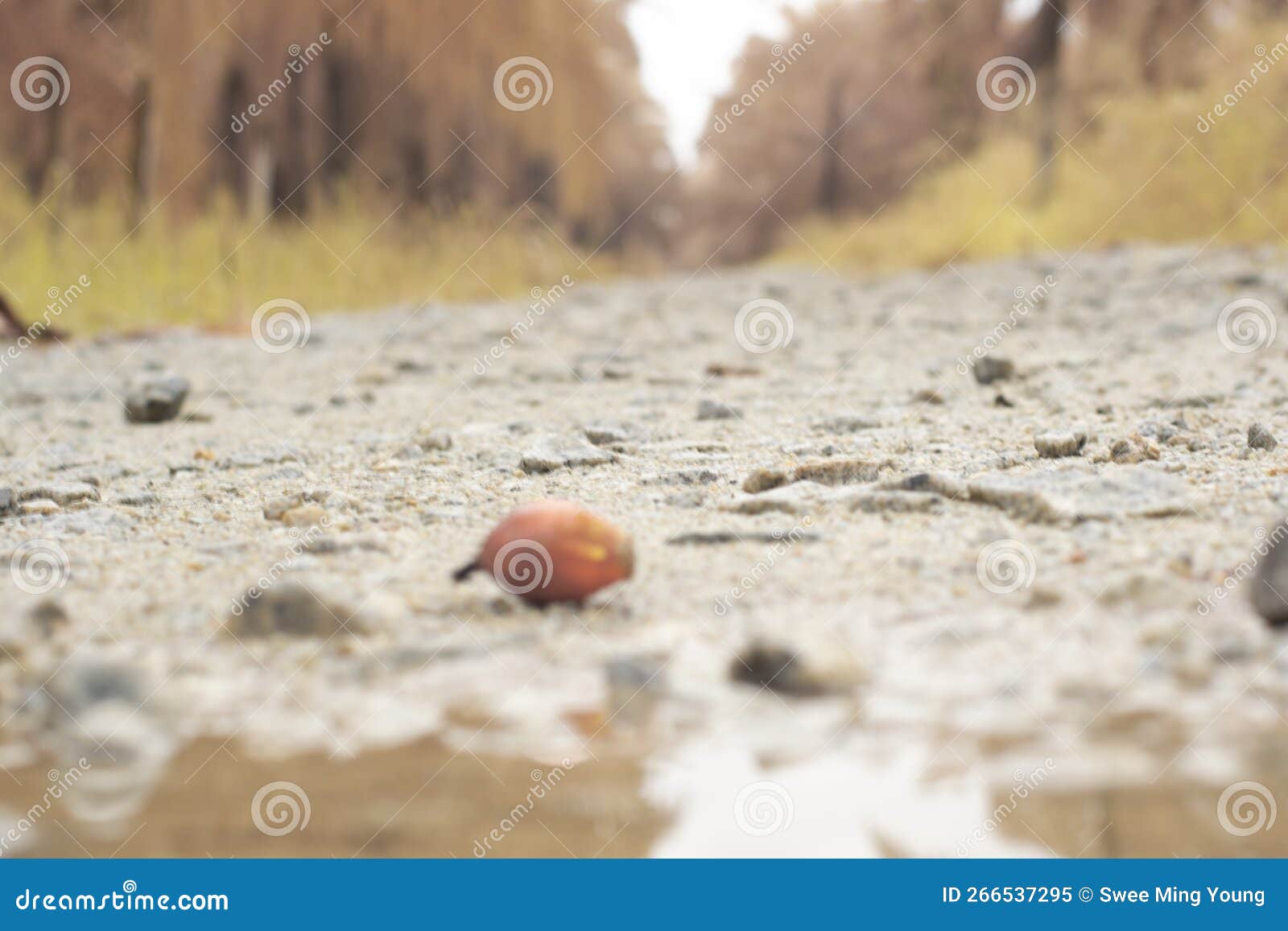 Low-angle Shots of Muddy Puddle Pathway in the Plantation. Stock Image ...