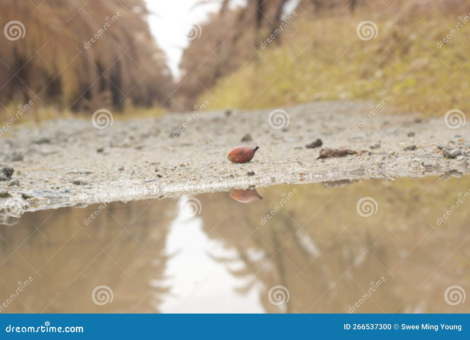 Low-angle Shots of Muddy Puddle Pathway in the Plantation. Stock Photo ...