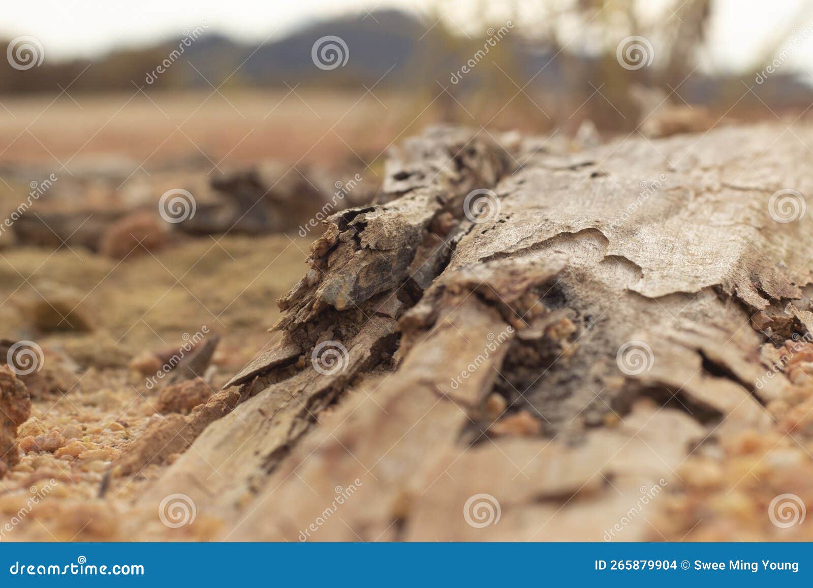 Scene Around the Deserted Land Due To Deforestation and Earth Mining ...