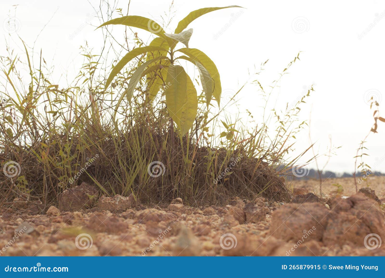 Scene Around the Deserted Land Due To Deforestation and Earth Mining ...