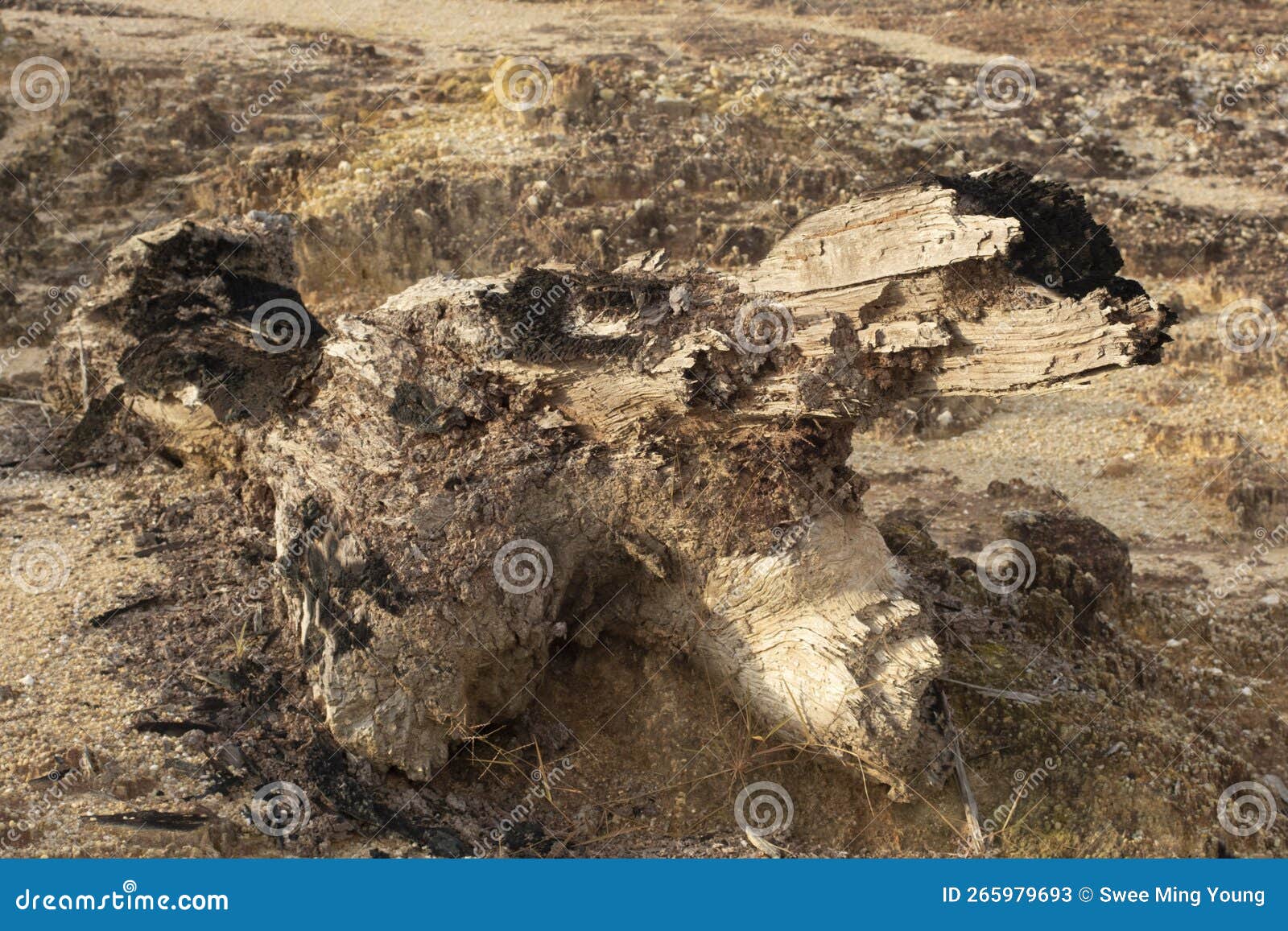 Scene Around the Deserted Land Due To Deforestation and Earth Mining ...