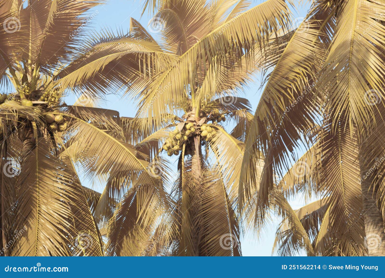 Scene of Looking Up the Sky with Coconut Tree in the Foreground. Stock ...
