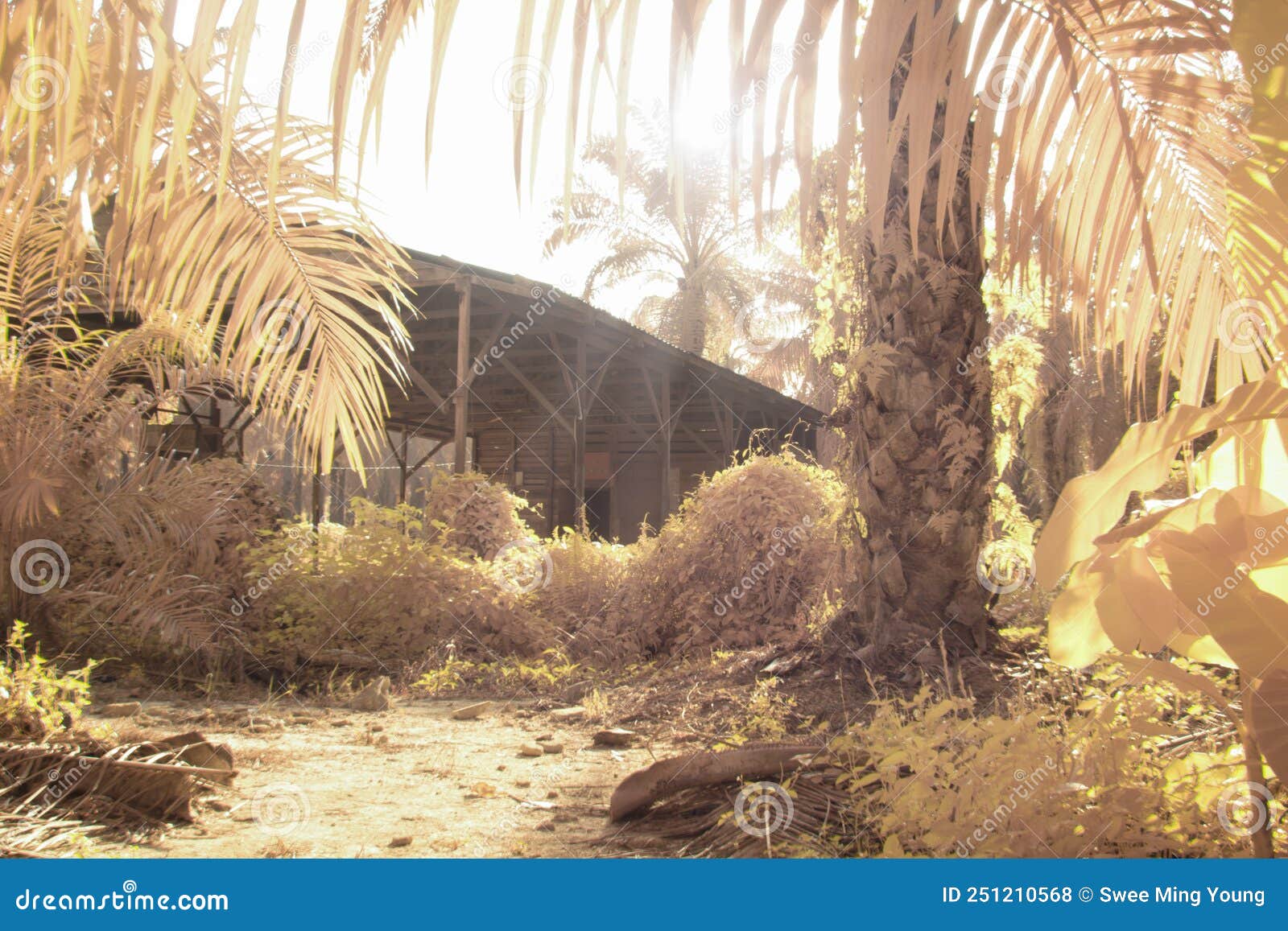 An Neglected House in the Plantation. Stock Photo - Image of nature ...