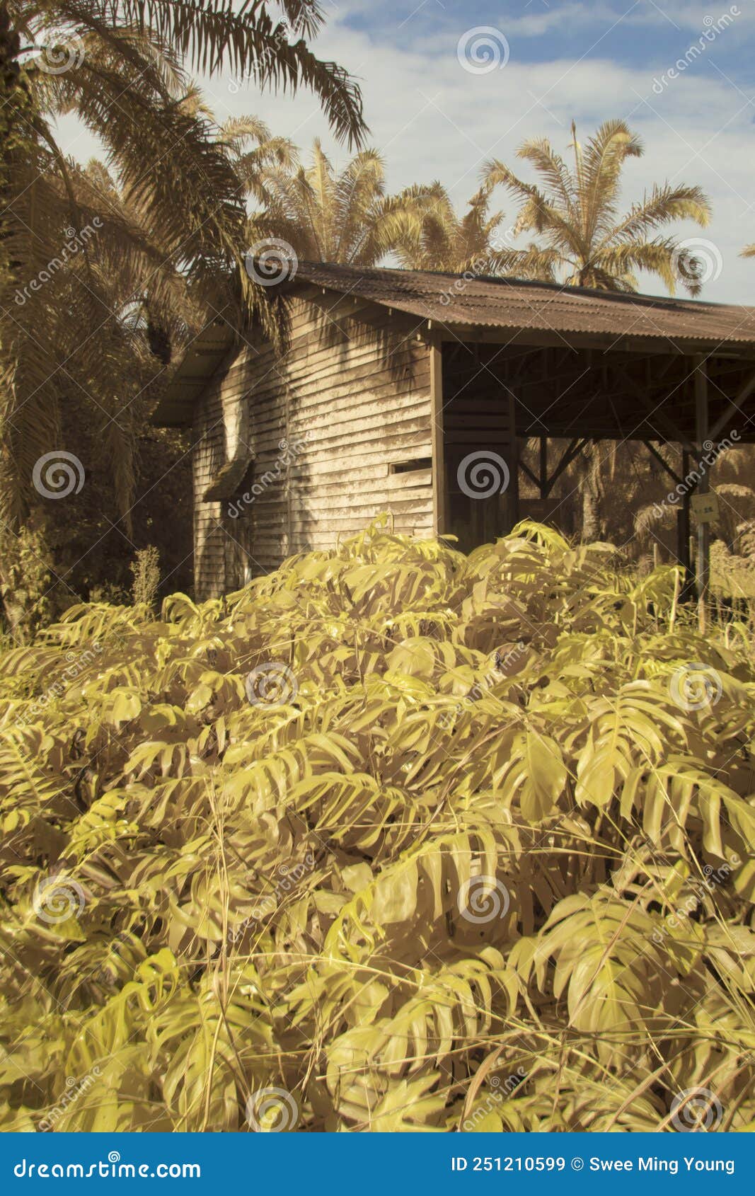 An Neglected House in the Plantation. Stock Image - Image of infrared ...