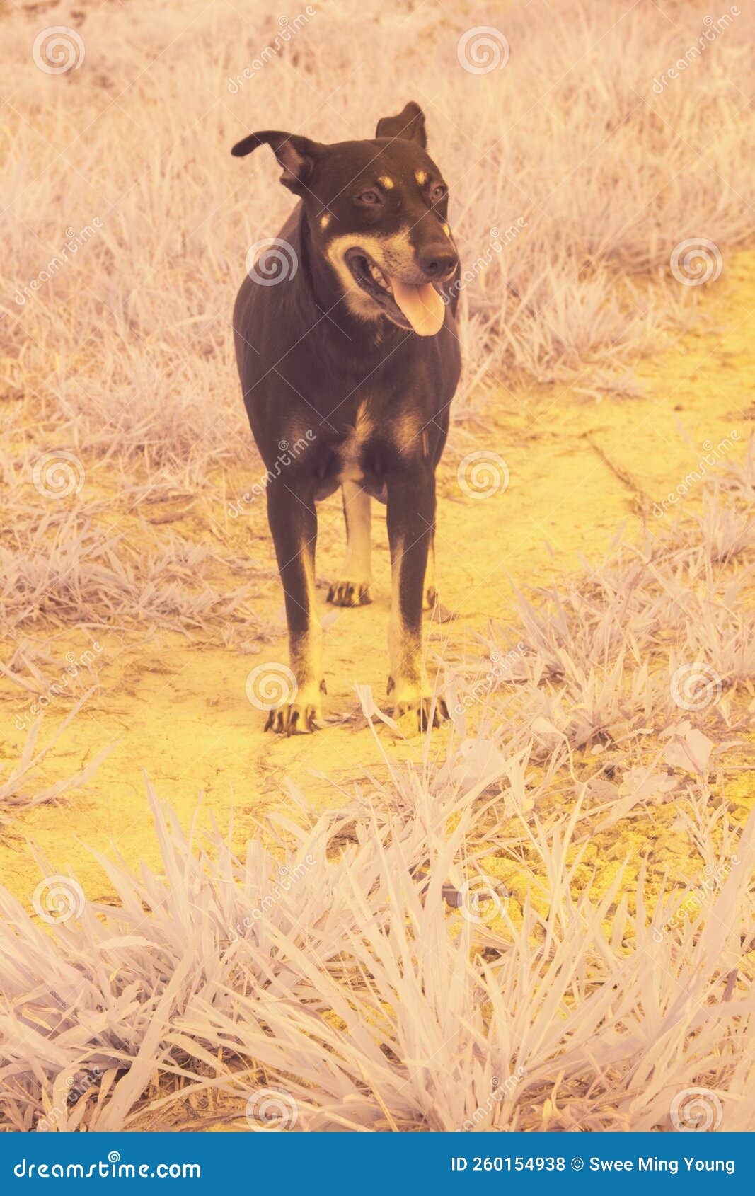 Image of the Stray Dog at the Farm Stock Photo - Image of pasture ...