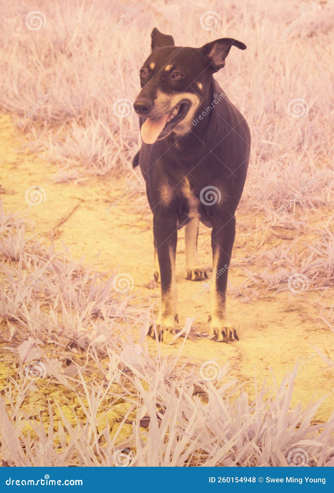 Image of the Stray Dog at the Farm Stock Photo - Image of mongrel ...