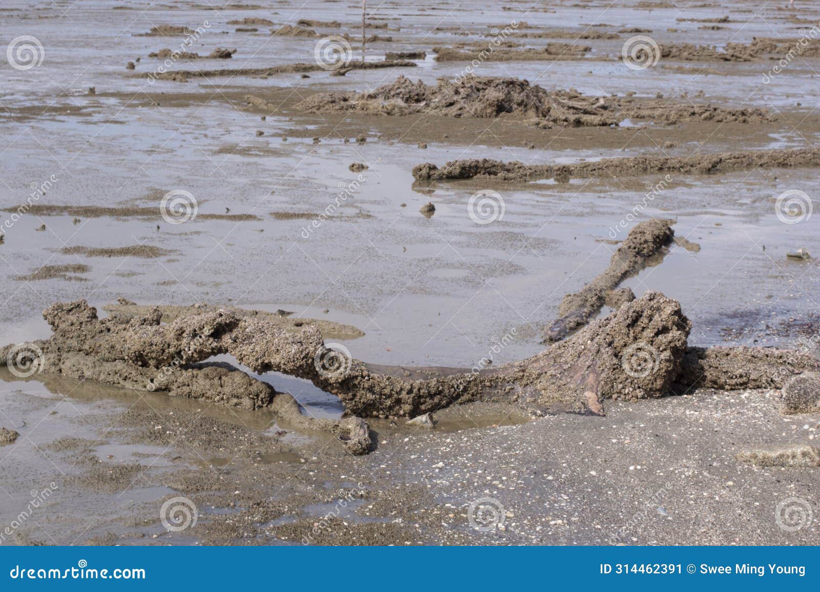 Image of the Swampy Mud Beach Environment at the Low-tide Beach. Stock ...