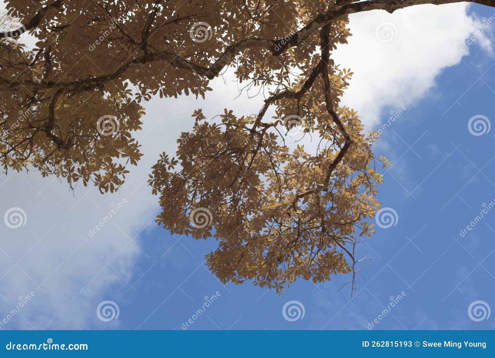 The Tree Branches Full of Leaves with Sky Background. Stock Image ...