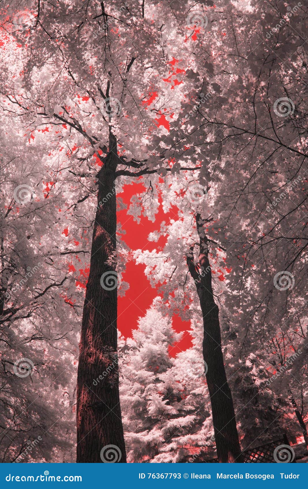 Infrared Landscape and Details Stock Image - Image of summer, blue ...