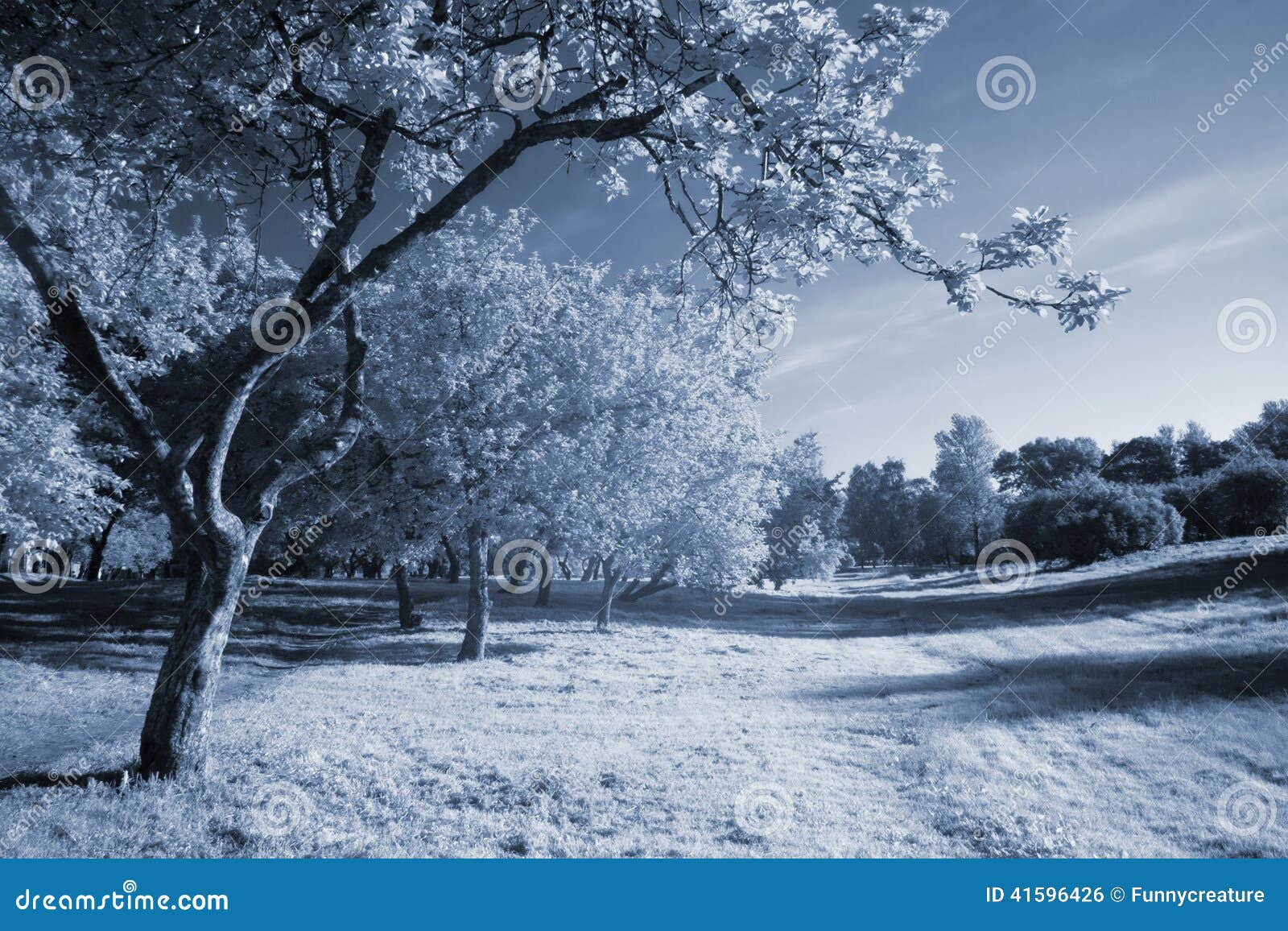 Infrared landscape stock photo. Image of effect, grass - 41596426