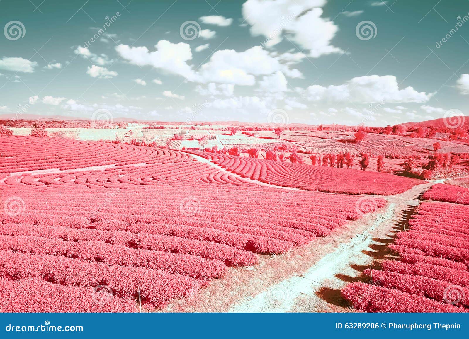 Infrared Landscape on a Summer Day Stock Photo - Image of false, nature ...