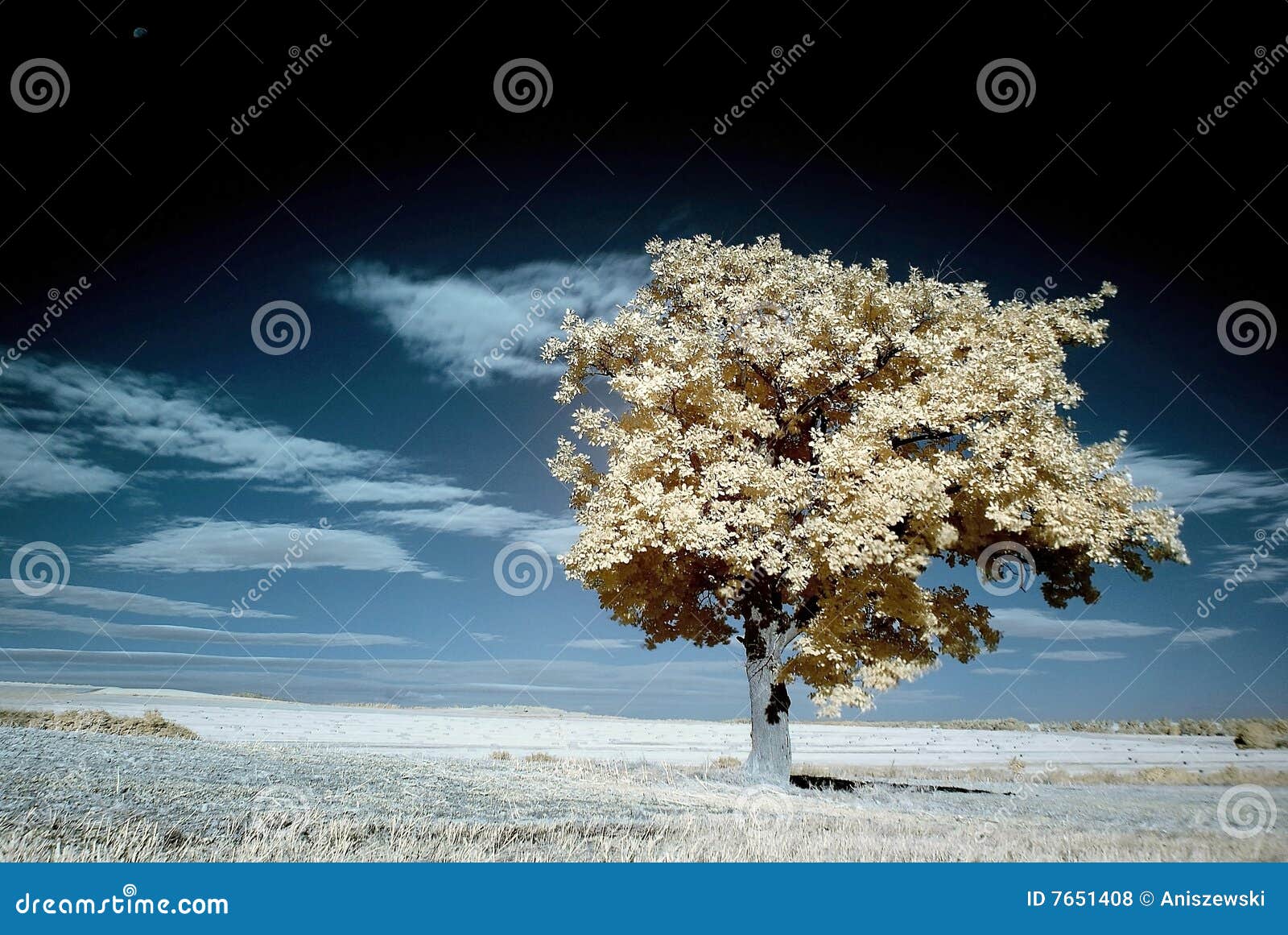 Infrared Landscape with Tree Stock Photo - Image of curvy, fall: 7651408