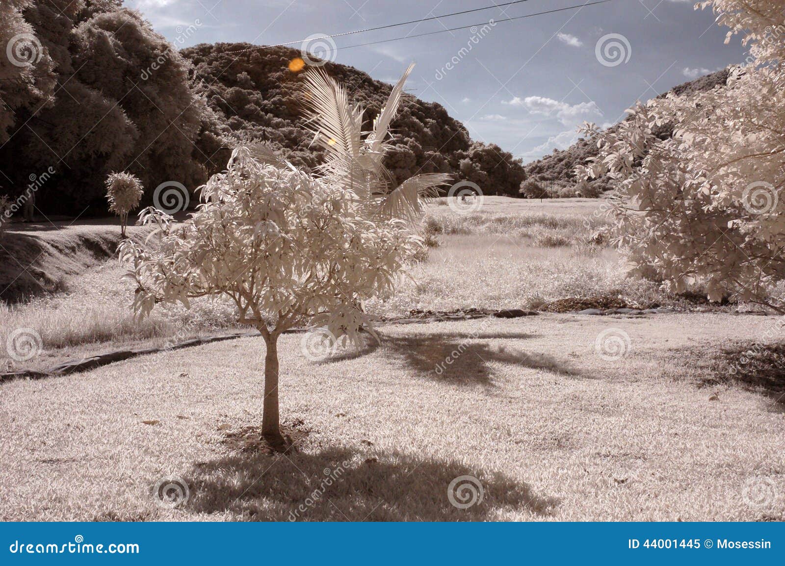 Infrared Park Landscape Royalty-Free Stock Photo | CartoonDealer.com ...