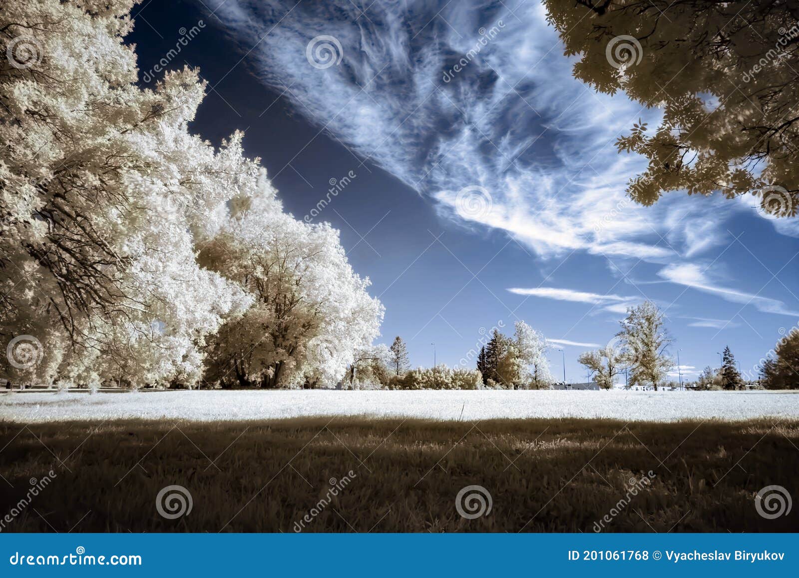 Infrared Photo of Summer Trees Stock Photo - Image of park, scenery ...